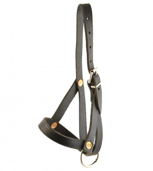 Licol cuir mouton - Longe et Licol - Produits Concours - Bovin / Equin ...